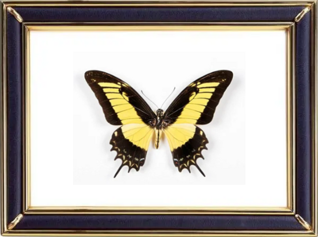 China Papilio Androgeus & Queen Swallowtail Butterfly Suppliers ...
